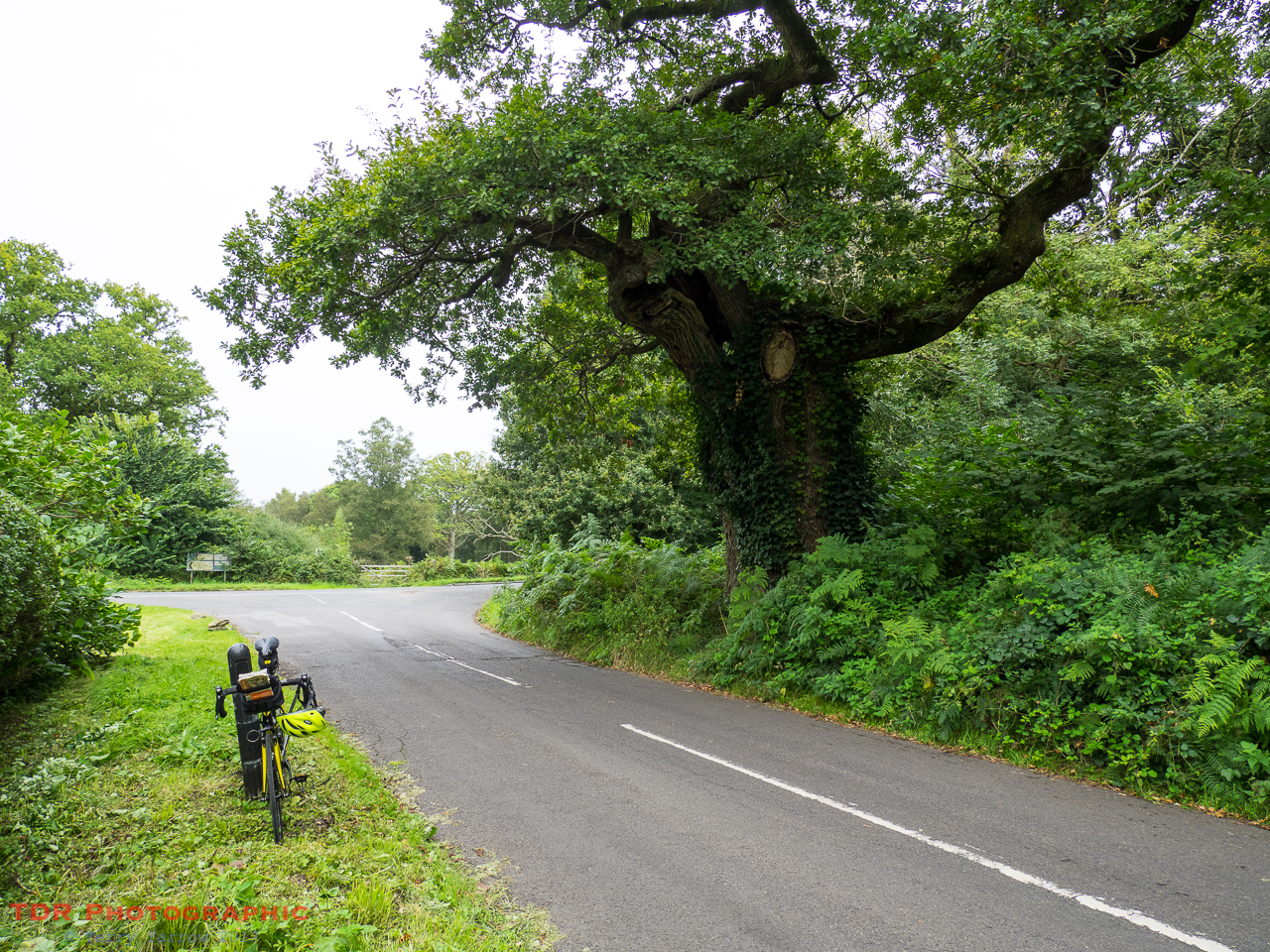 Quirky Dorset 23 – The Remedy Oak, a Natural Cure! – The Dorset Rambler