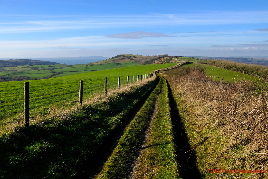 On the Purbeck Ridge – The Dorset Rambler