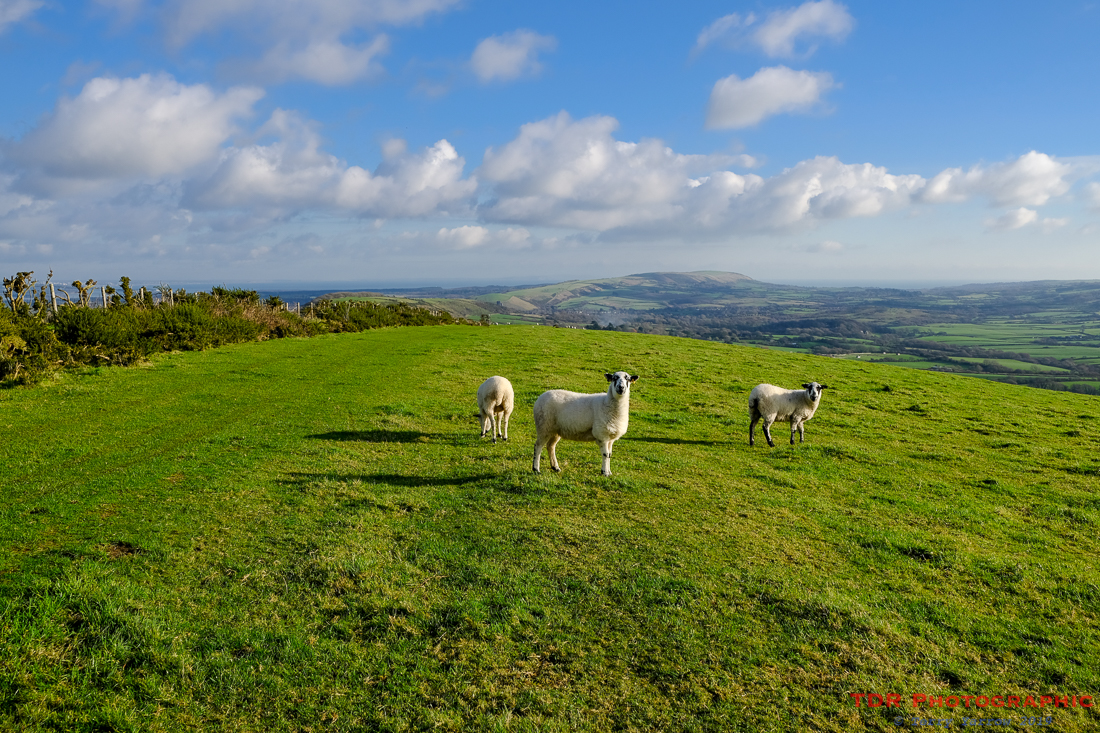 On the Purbeck Ridge – The Dorset Rambler