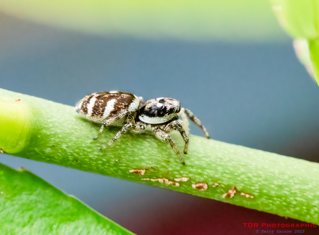 Zebra Jumping Spider – The Dorset Rambler