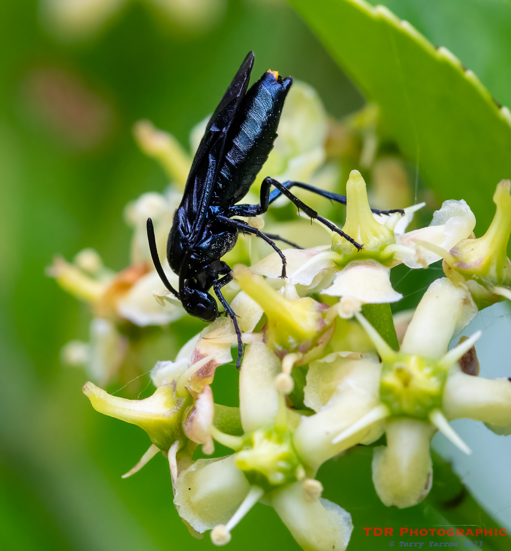 Azalea Argid Sawfly – The Dorset Rambler